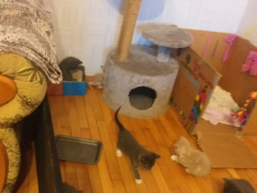 Котята от домашней кошки приучены к туалету
