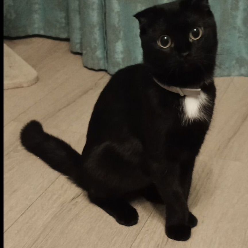 Шотландская вислоухая короткошёрстная кошка, взрослая