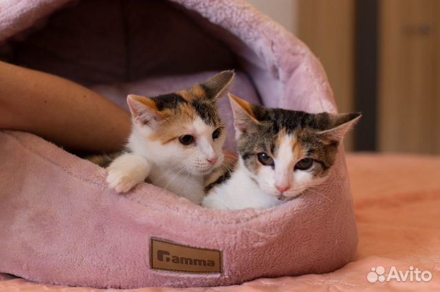 Котята трехцветочки в добрые руки