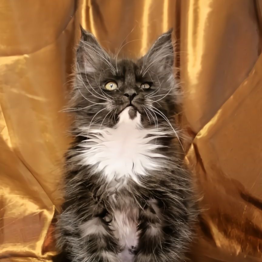 Мейн-кун котёнок