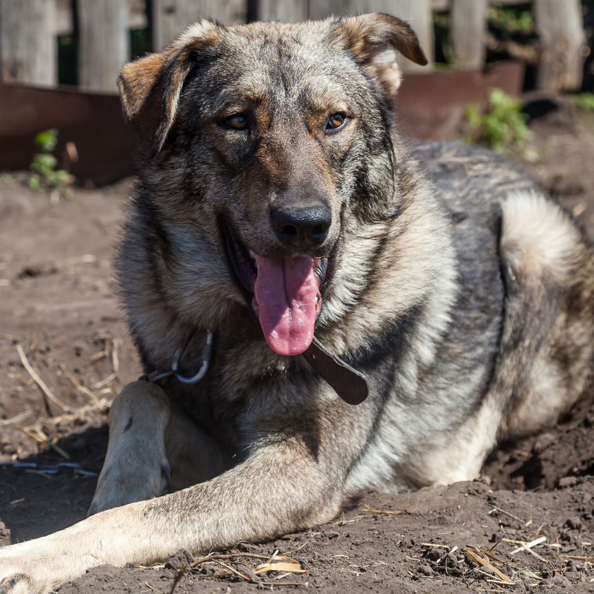 Пристраиваю Рэма, охранник