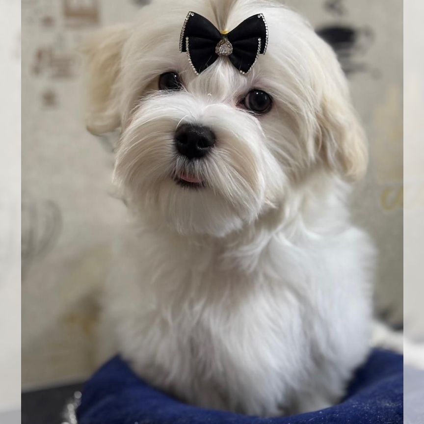 Щеночек мальтезе Мальчик