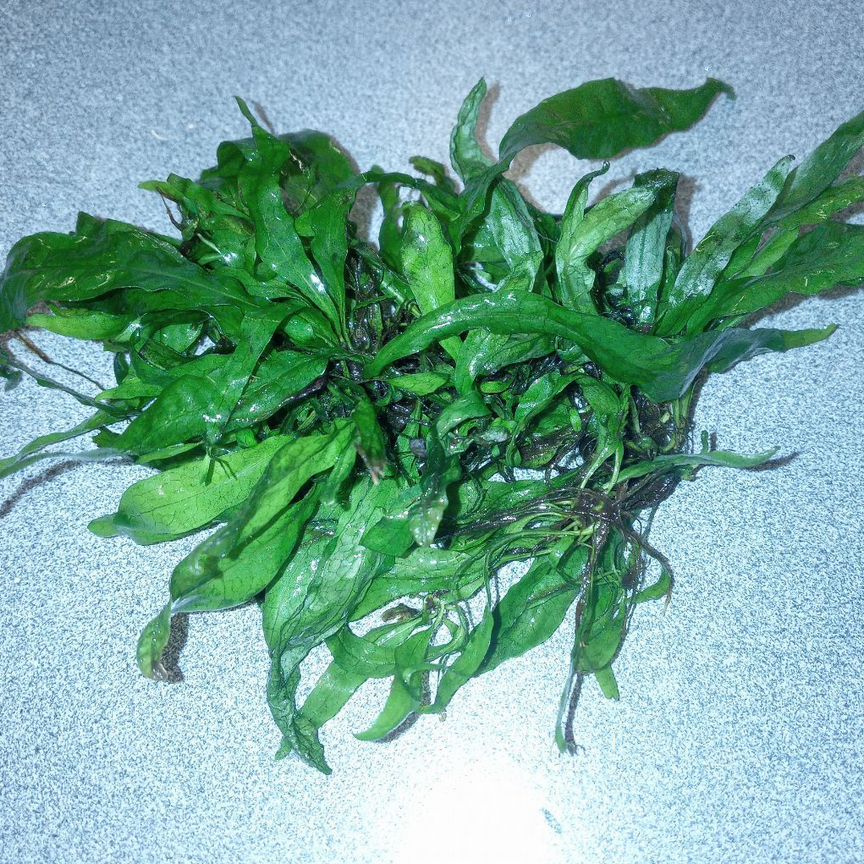 Аквариумные растения