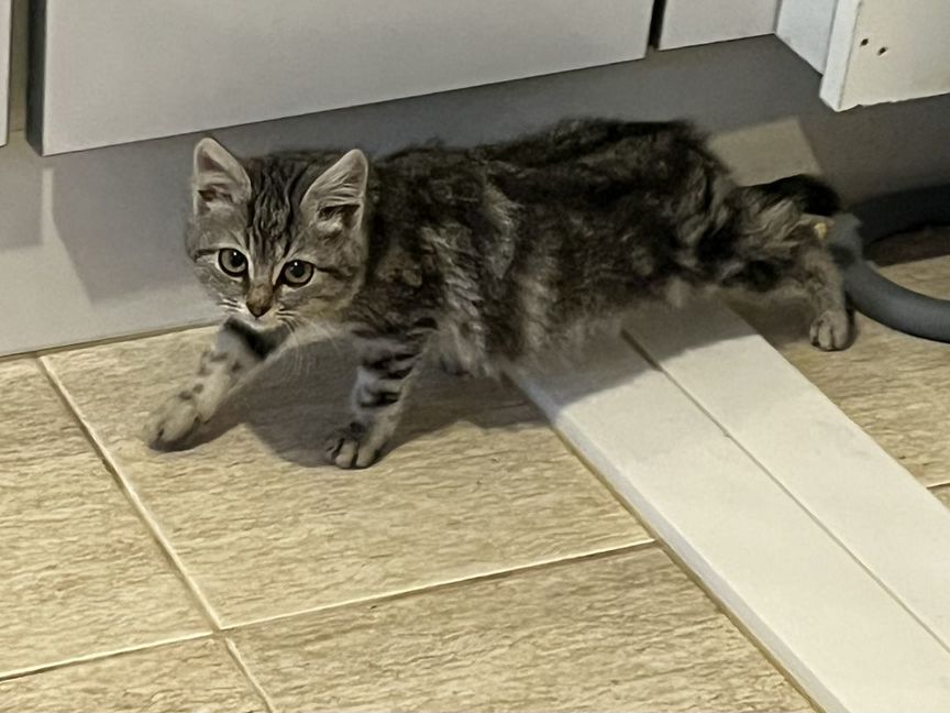 Мраморная девочка, котенок
