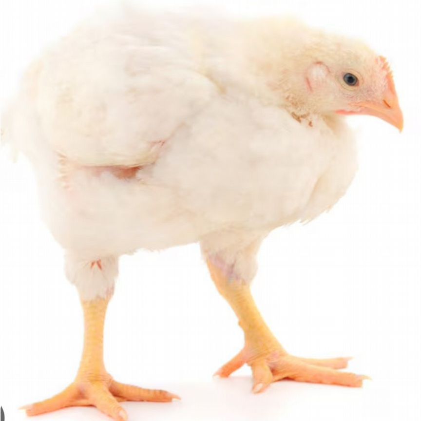 Цыплята бройлеры подрощенные