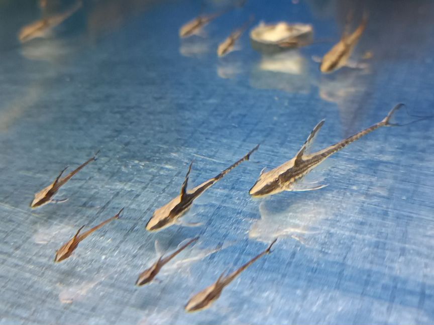 Стурисома панамская