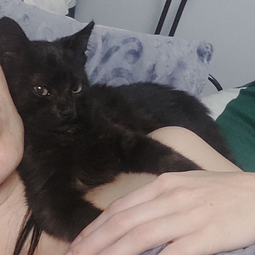 Котики бесплатно в добрые руки