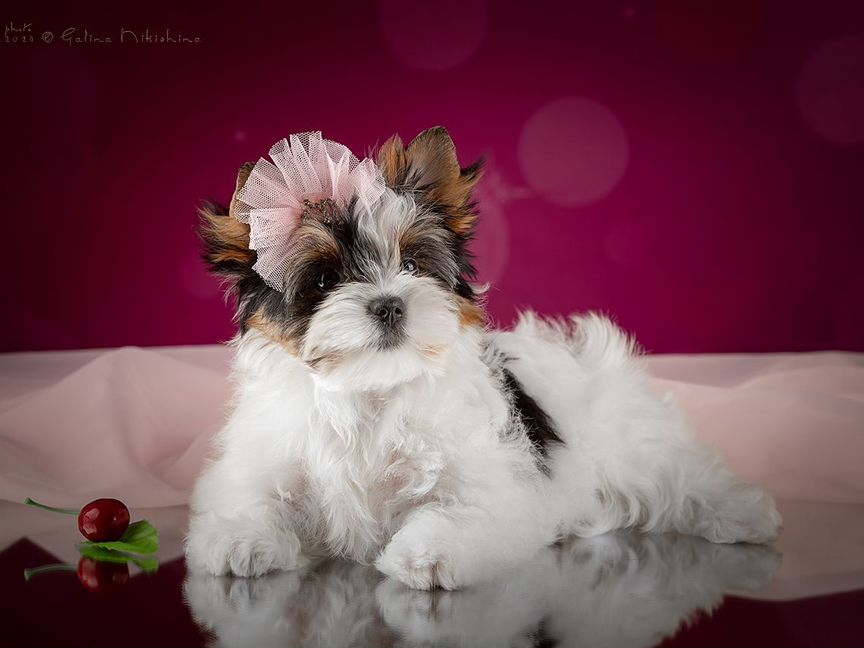 Бивер девочка беби фейс