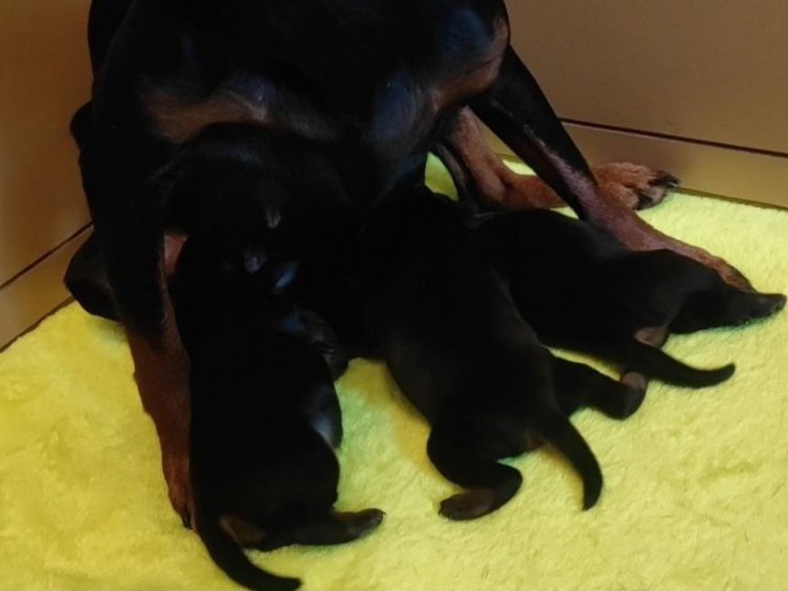 Малыши цвергпинчера