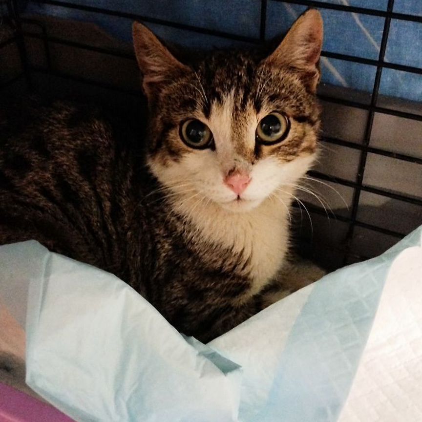 Котёнок в добрые руки