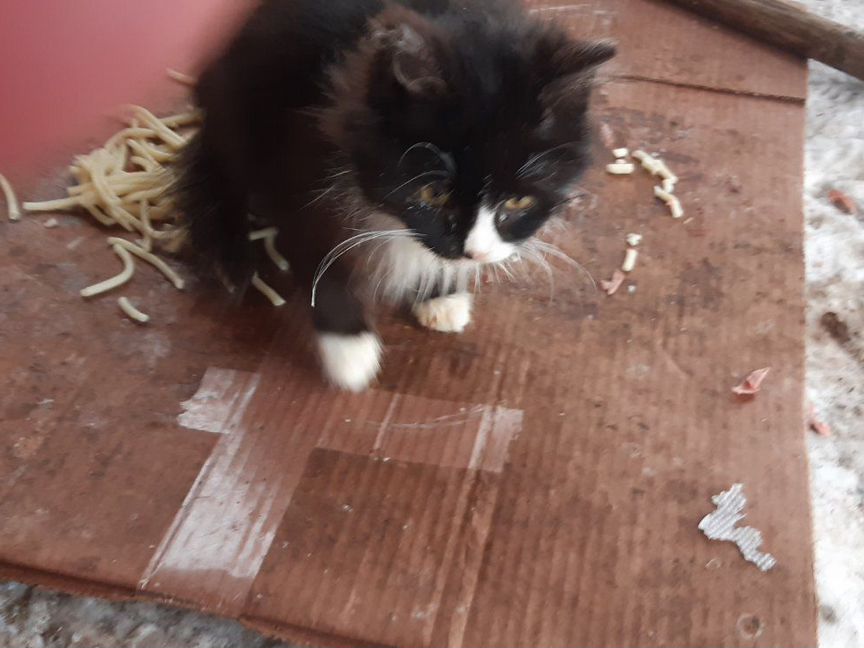 Котята и коты