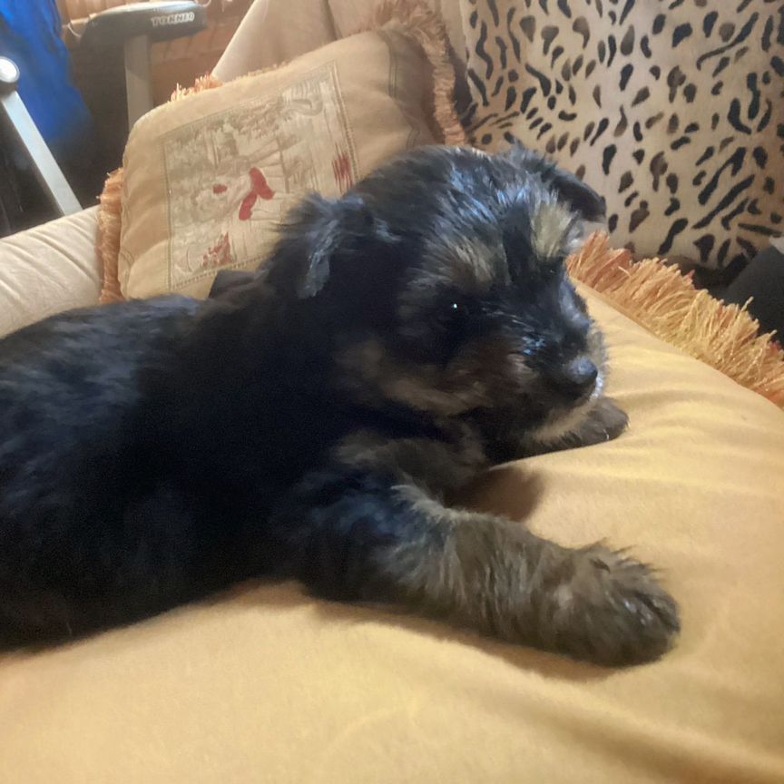 Щенки внебрачные дети долматинца