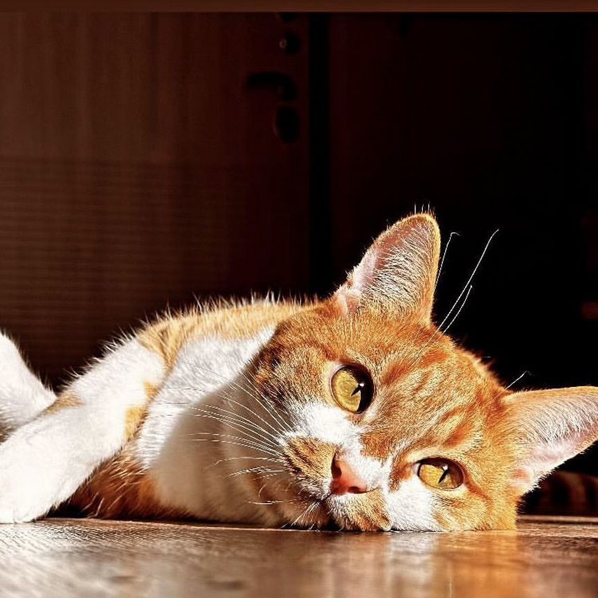 Взрослая кошка в добрые руки