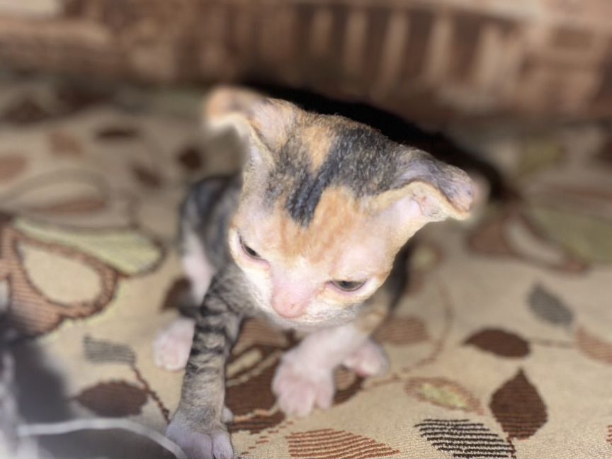 Кошка