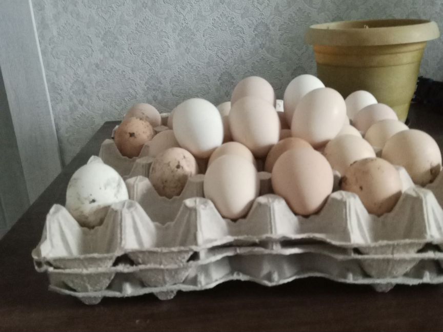 Продам столовое яйцо цену уточняйте