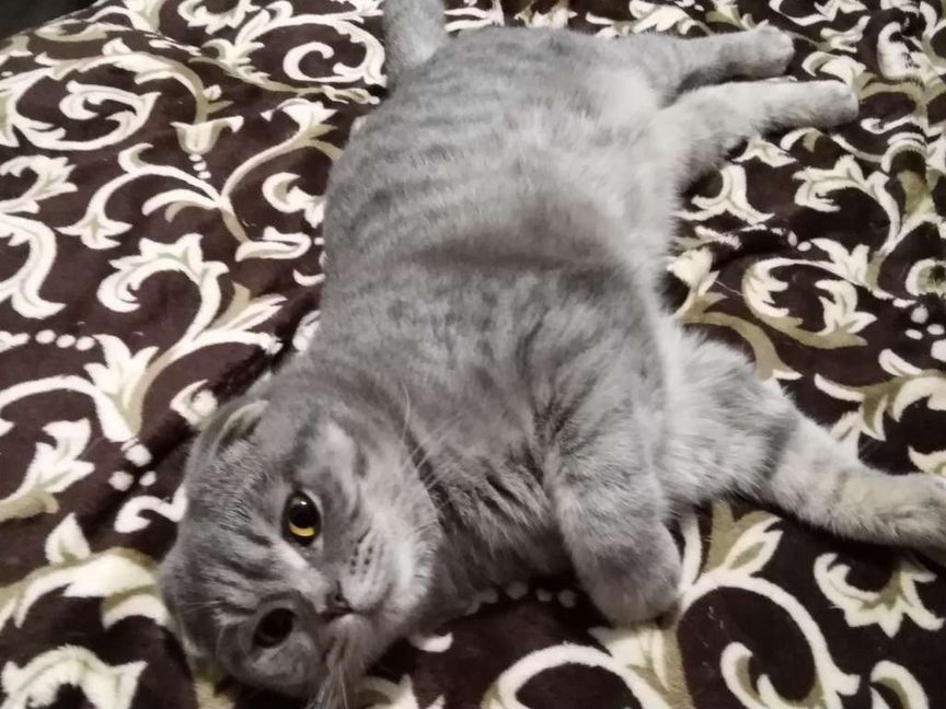 Шотландский кот вислоухий навяску