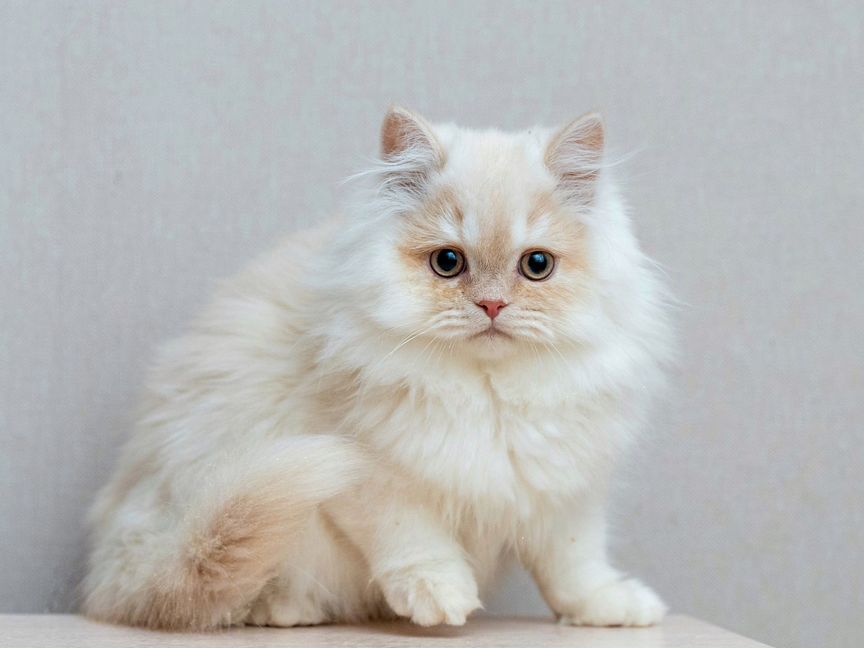 Шотландский шикарный кот