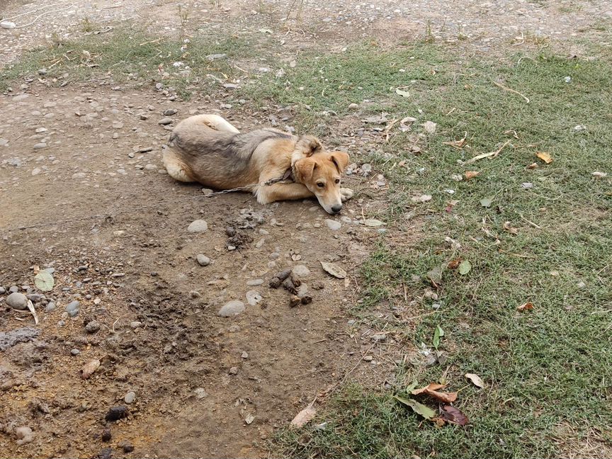 Собака в добрые руки