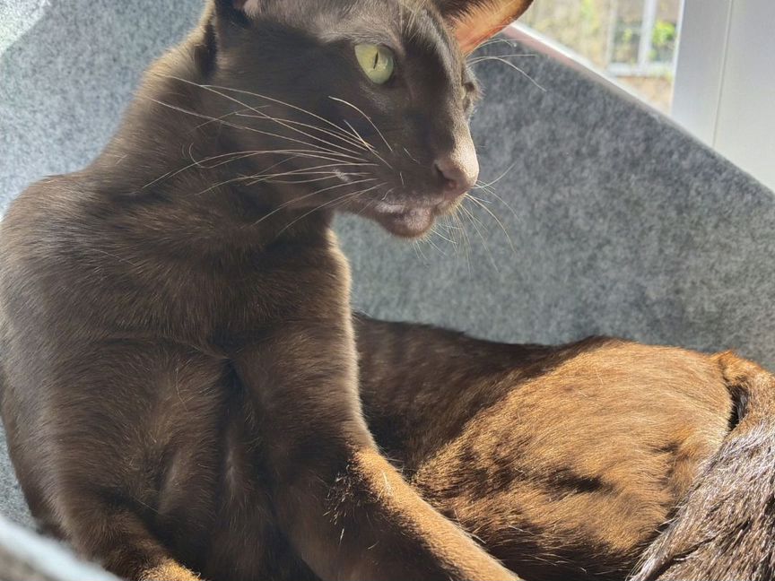 Ориентальные