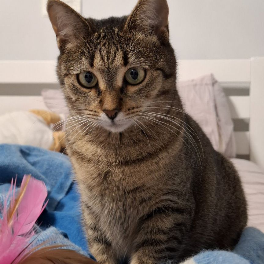 Взрослая кошка в добрые руки