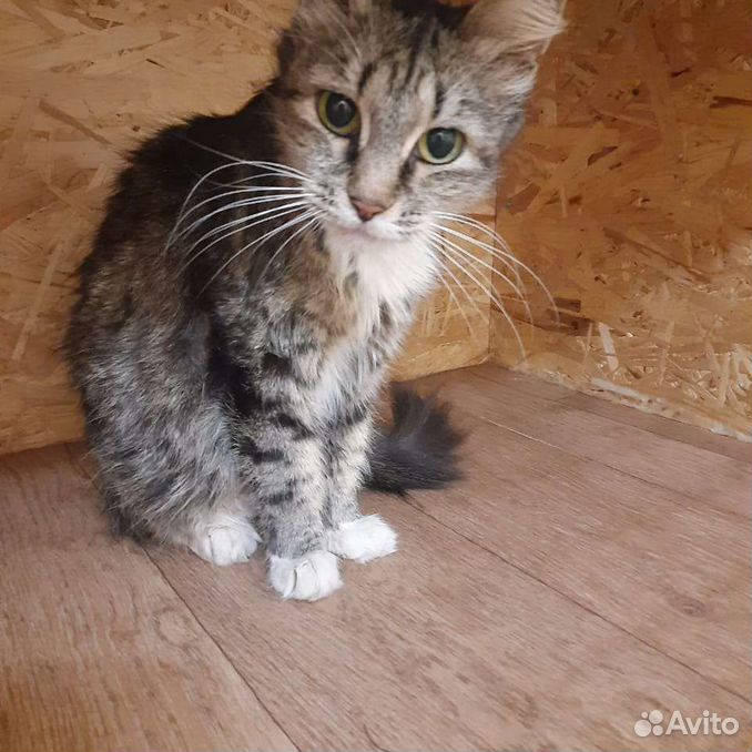 Кошечка ищет дом, завтра ее ждёт опять улица