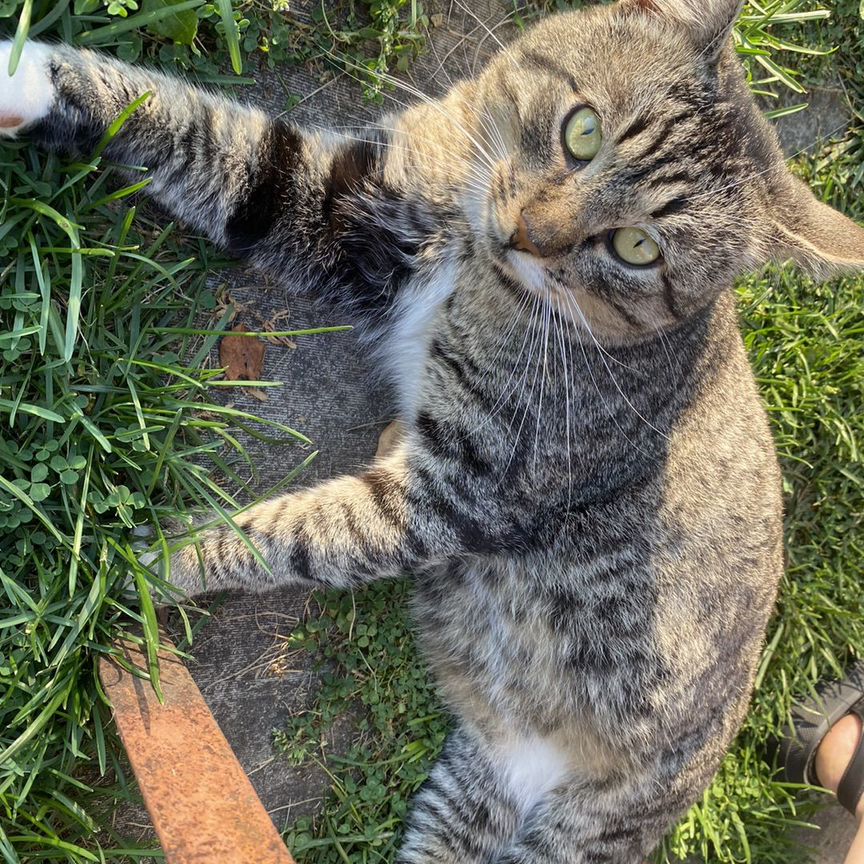 Ласковый кот в добрые руки