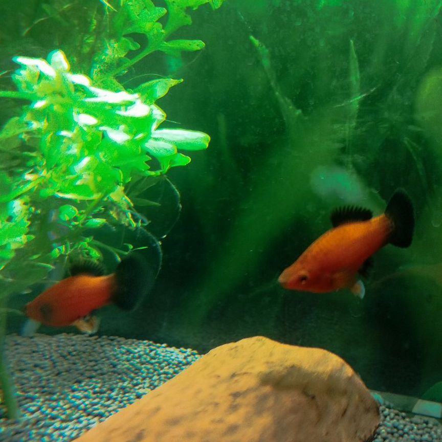 Самки меченосцы