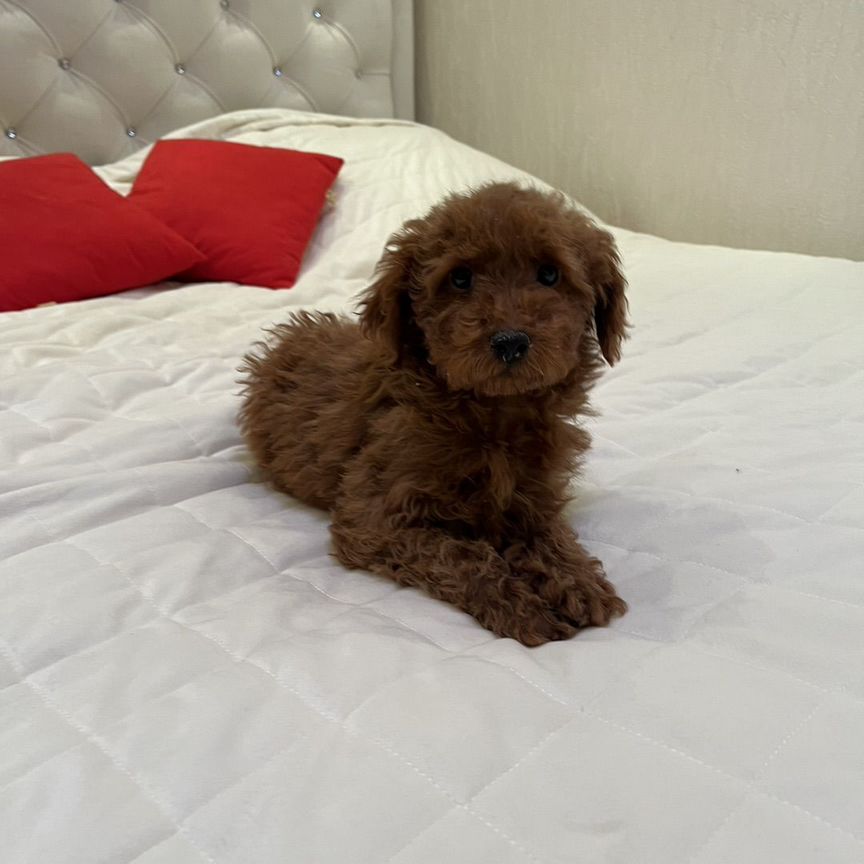 Той-пудель, щенок