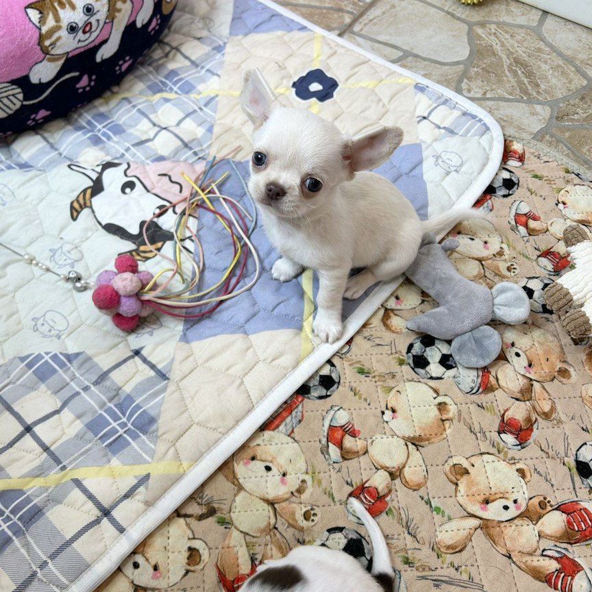 Чихуахуа, щенок