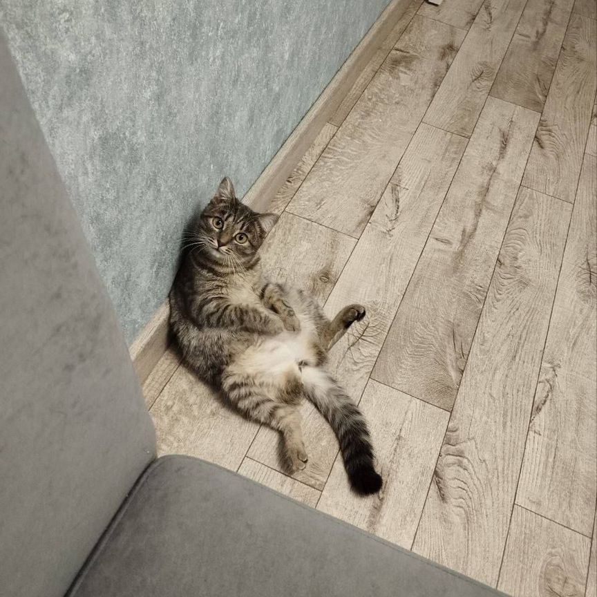 Котёнок в добрые руки