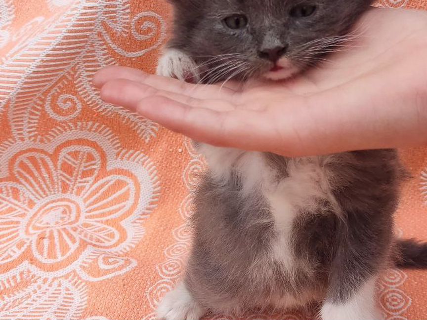 Котята в добрые руки 1 месяц, пушистые британцы