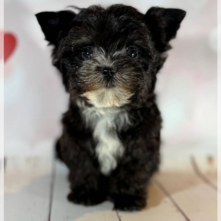 Йоркширский терьер, щенок