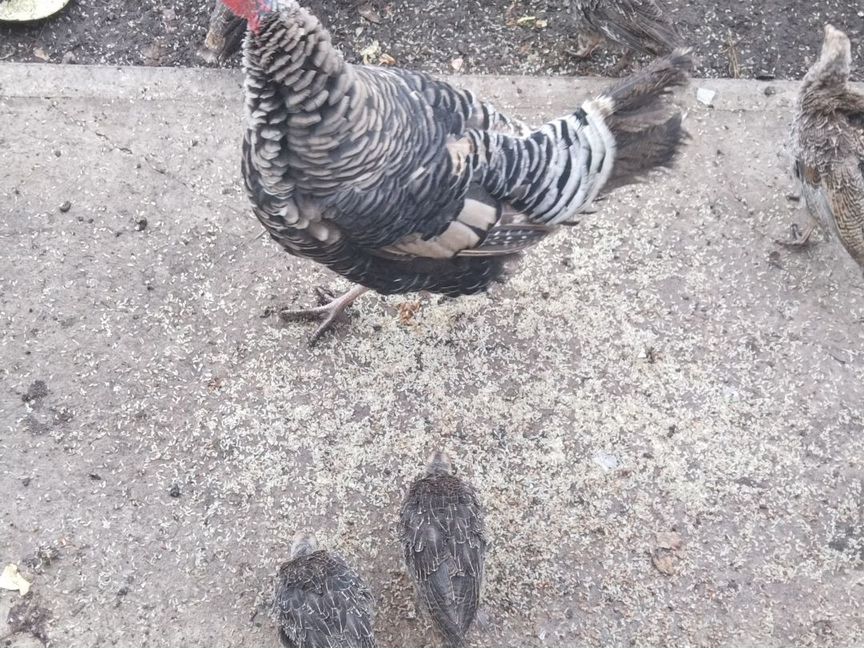 Индюшата с индюшкой