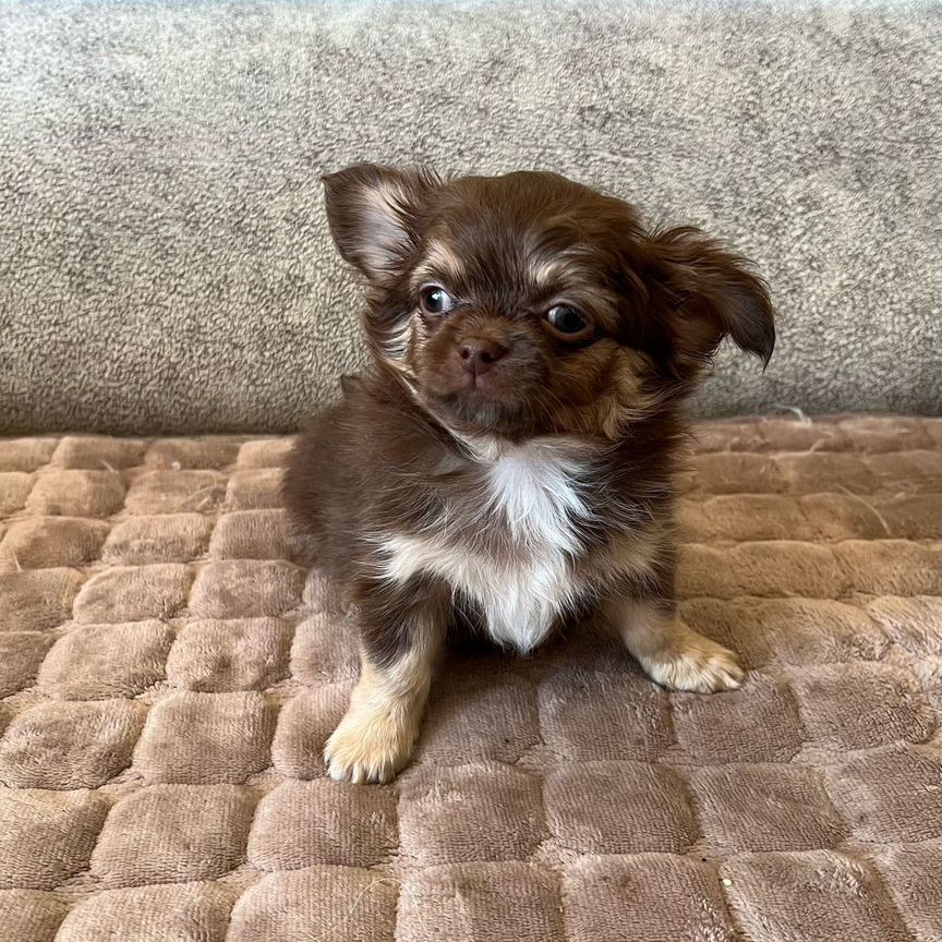 Чихуахуа кобелек