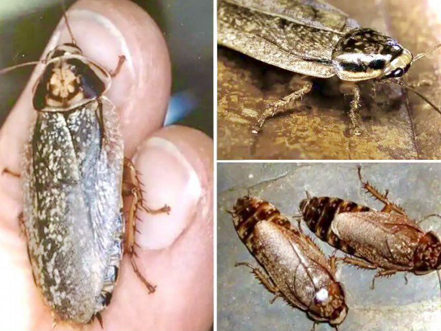 Nauphoeta cinerea: таракан мраморный