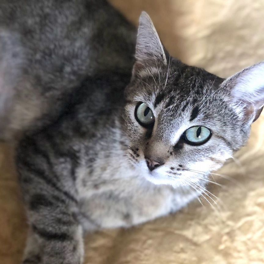 Спасите ласковую кошечку,выпуск на улицу