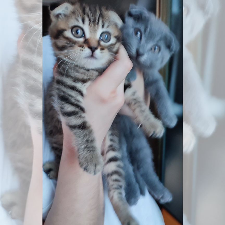 Шотландский вислоухий короткошёрстный котёнок