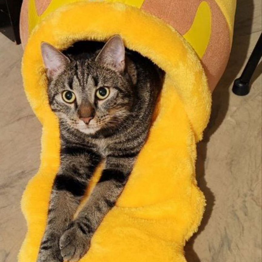 Отдам кота в добрые руки