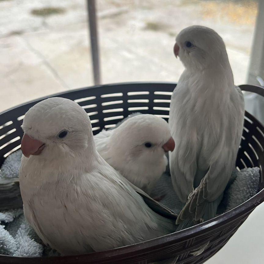 Попугай монах выкормыш