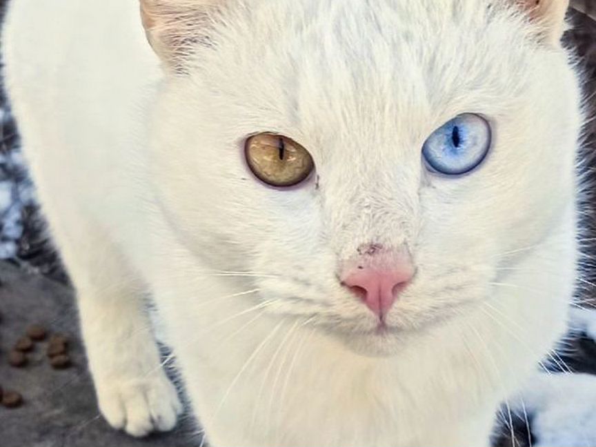 Ласковый Бонифаций/порода турецкая-анатолийская