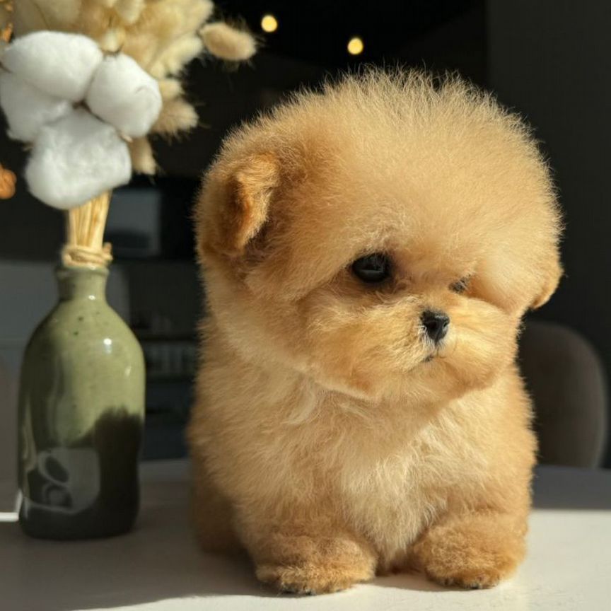 Мальтипу Тикап из Кореи