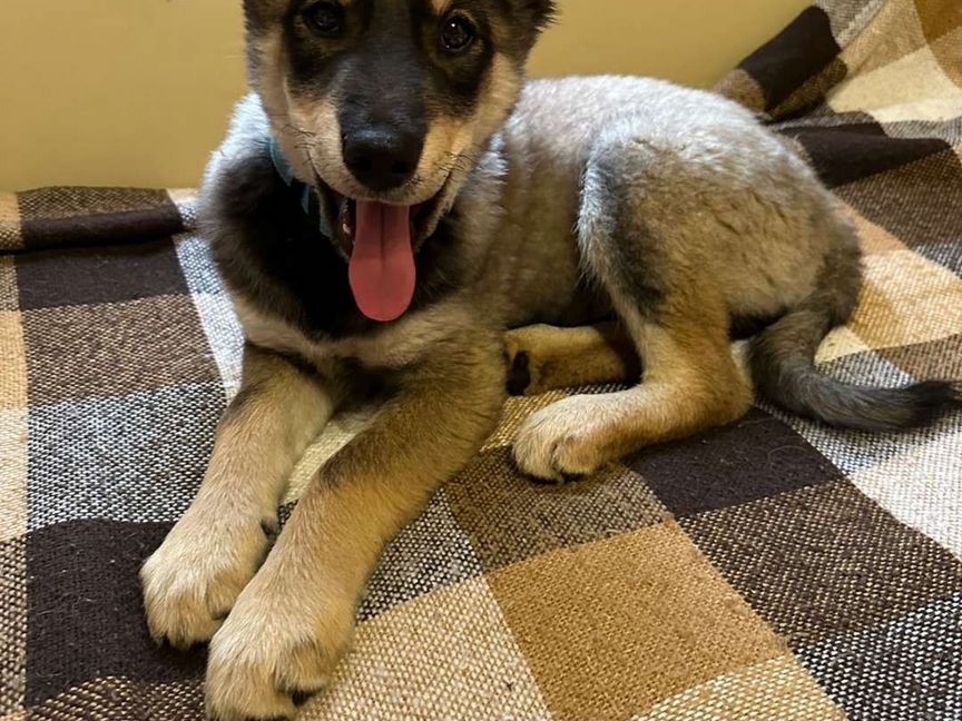 Маленький Бомбер в добрые руки