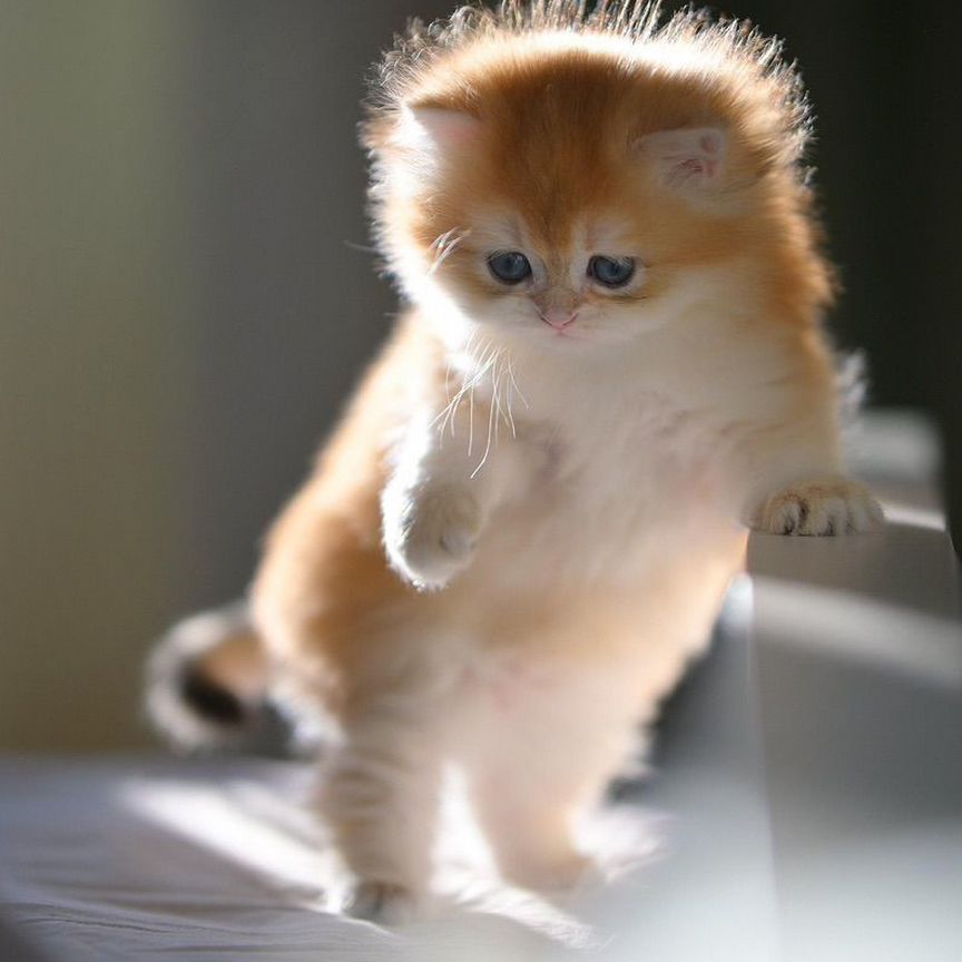 Британский длинношёрстный котёнок