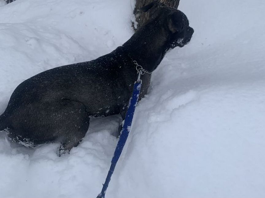 Питбуль в добрые руки