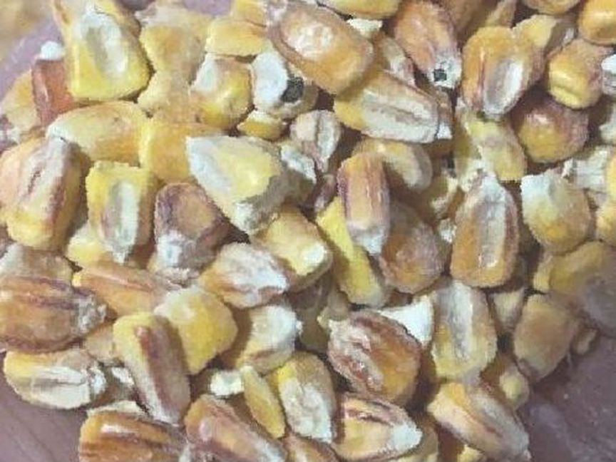 Зерно Кукуруза