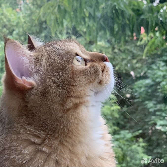 Кот золотой британец в семью без детей и животных