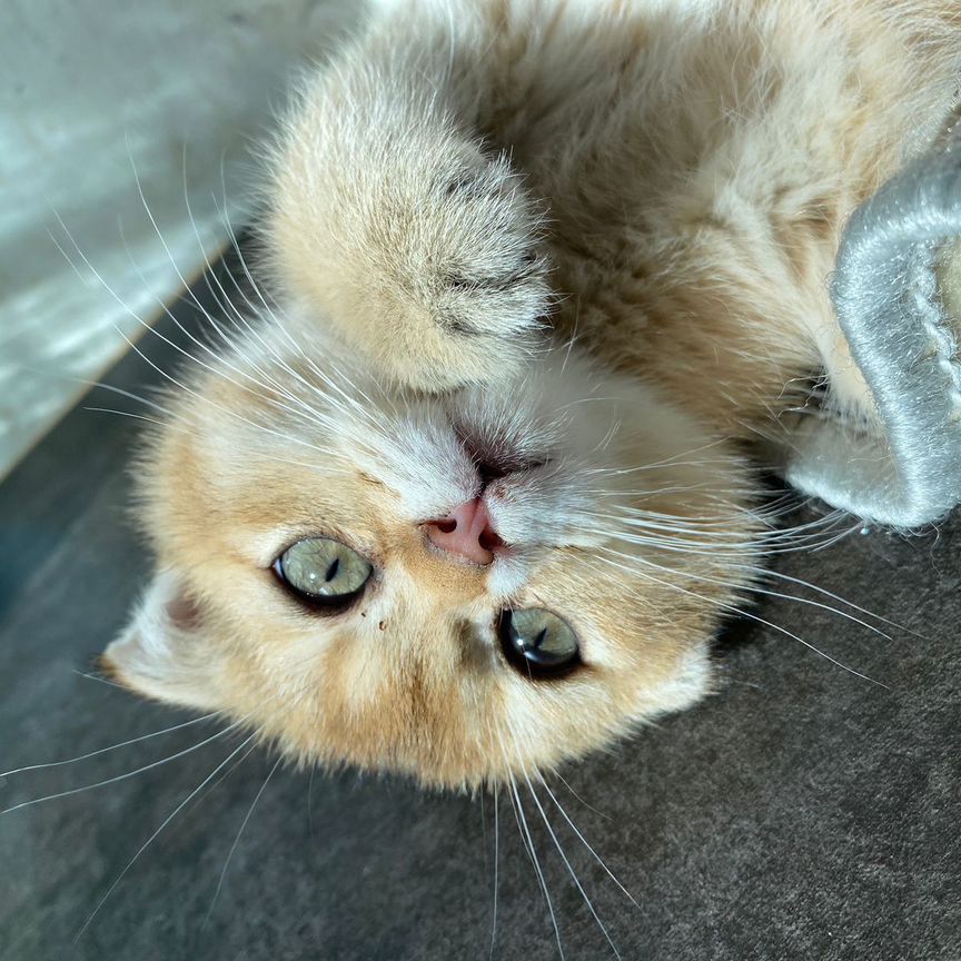 Котёнок золотая шиншилла