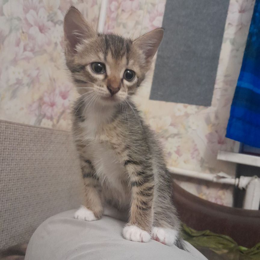 Котенок мальчик(Черныш) ищет добрую семью