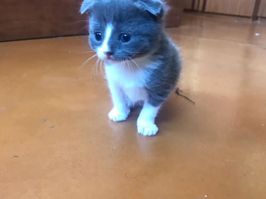 Милые комочки