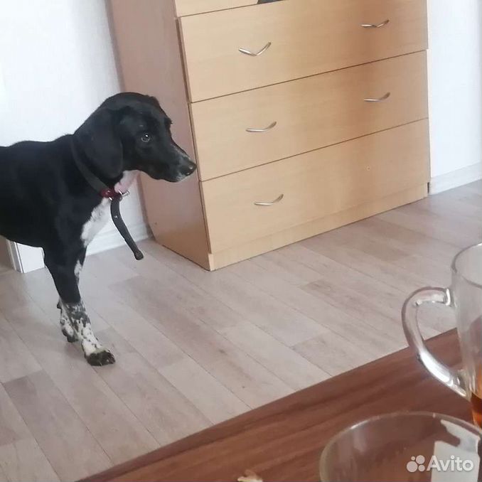 Собака эстонская гончая